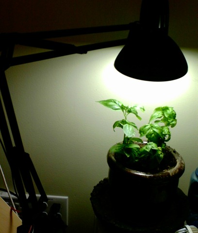 Growing basil indoors with a desk lamp