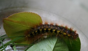 Caring for your pet caterpillar – UPDATE