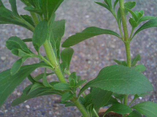 stevia « The Cheap Vegetable Gardener