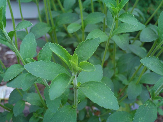 How to make your own Stevia sweetener