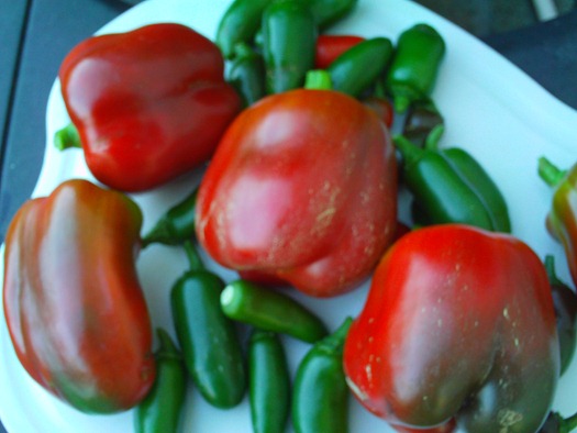 How to make chipotle pepper powder (smoked Jalapenos)