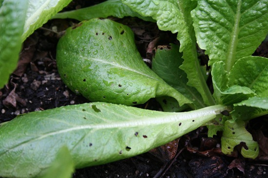 Slugs eating my lettuce