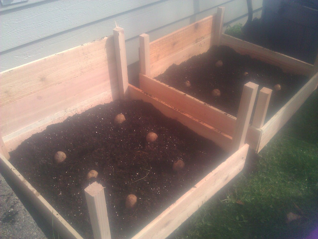 How to grow potatoes with a potato tower