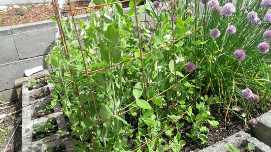 How to make a pea trellis tower